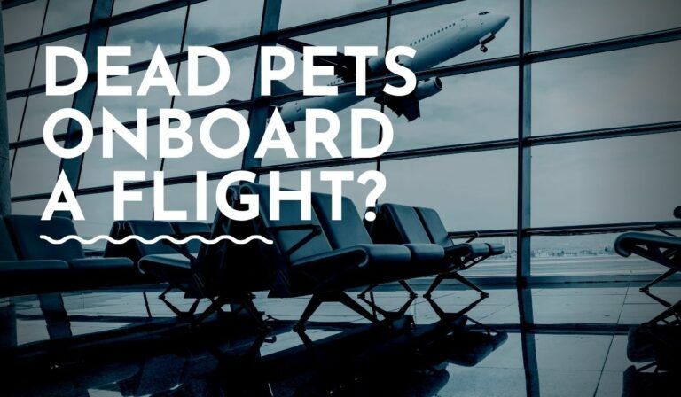 Can You Take a Dead Pet with You Onboard a Flight?