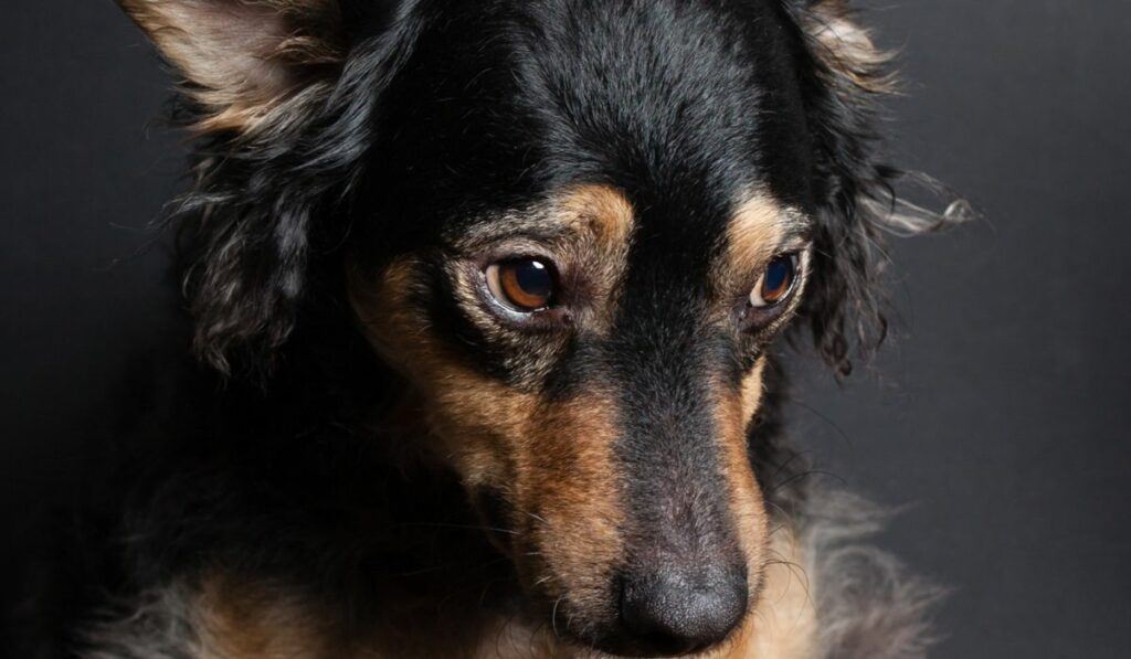 Do Pets Know They’re Being Put to Sleep? The Truth Behind Euthanasia