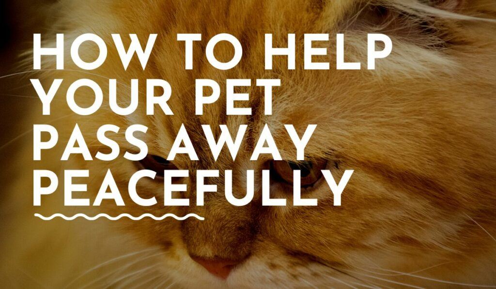 How to Help Your Pet Pass Away Peacefully - PetDeparted