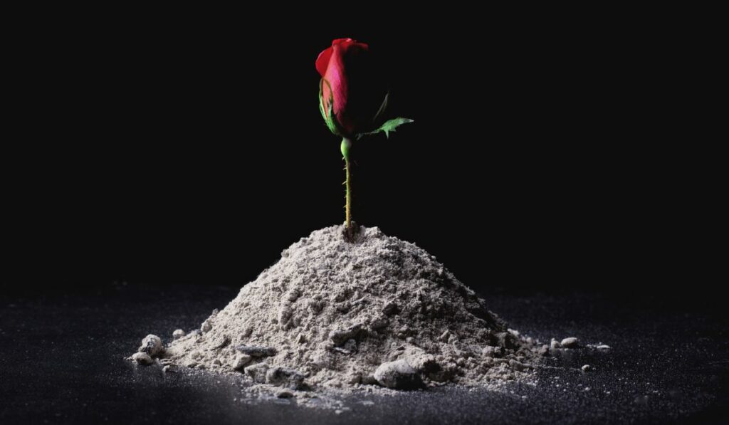 What is Left After Pet Cremation? Understanding Cremains & Ashes