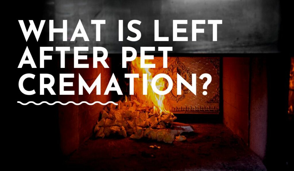 What is Left After Pet Cremation? Understanding Cremains & Ashes