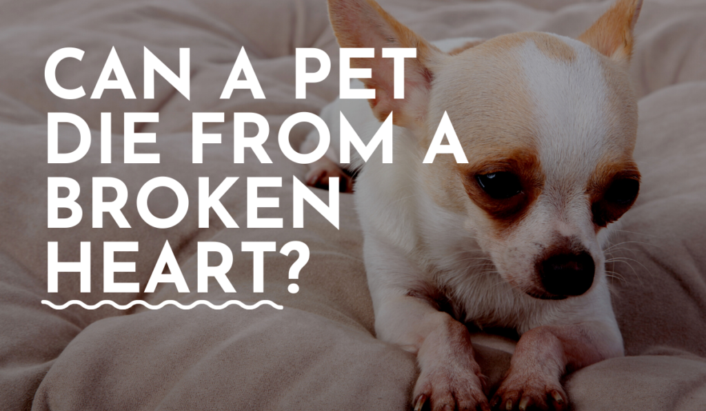 Can a Pet Die from a Broken Heart? Emotional Distress & Pet Mortality