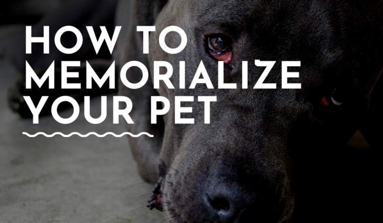 How to Memorialize Your Beloved Pet (10+ Ideas) - PetDeparted