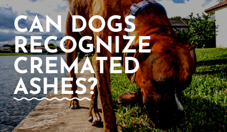 Can Dogs Recognize Cremated Ashes? - PetDeparted