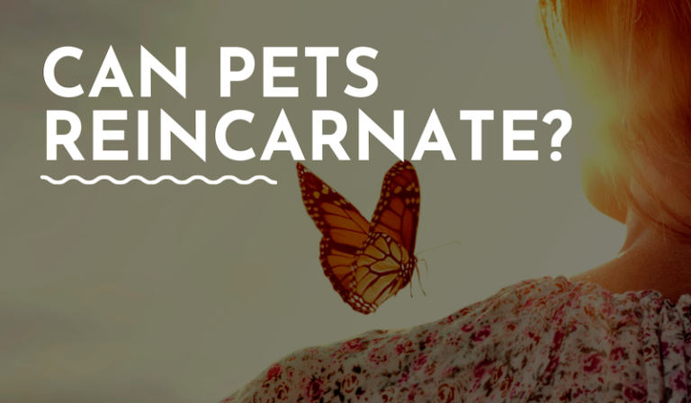 Can Pets Reincarnate? Exploring the Belief in Pet Reincarnation