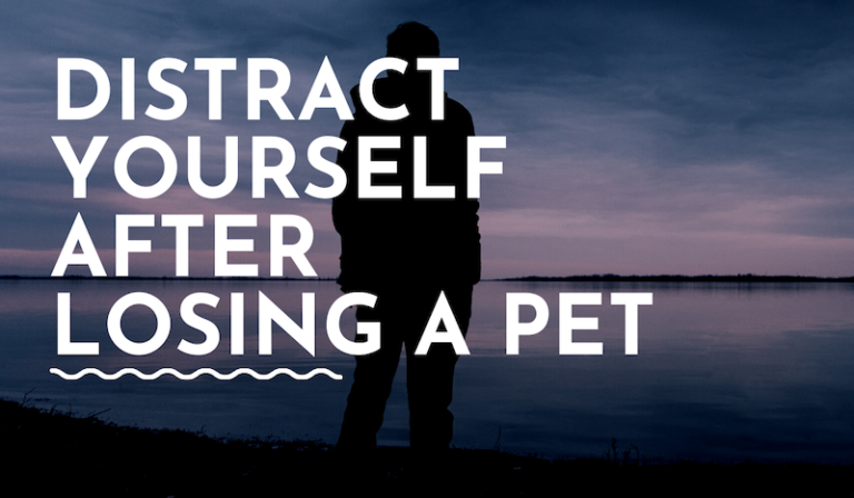 20 Ways to Distract Yourself After Losing a Pet