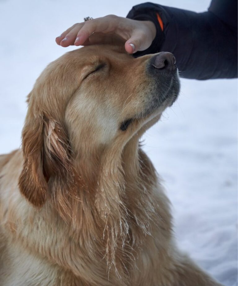 Can Pets Reincarnate? Exploring the Belief in Pet Reincarnation