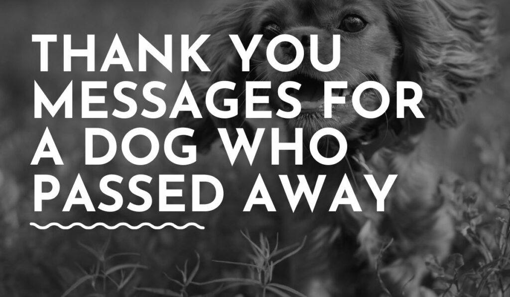 A Tribute to Our Canine Companions: 20 Thank You Messages for Departed Dogs